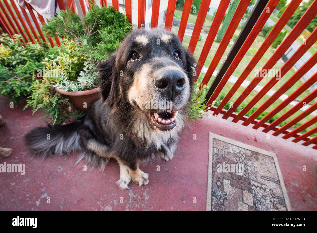 Black and tan mastiff hi-res stock photography and images - Alamy