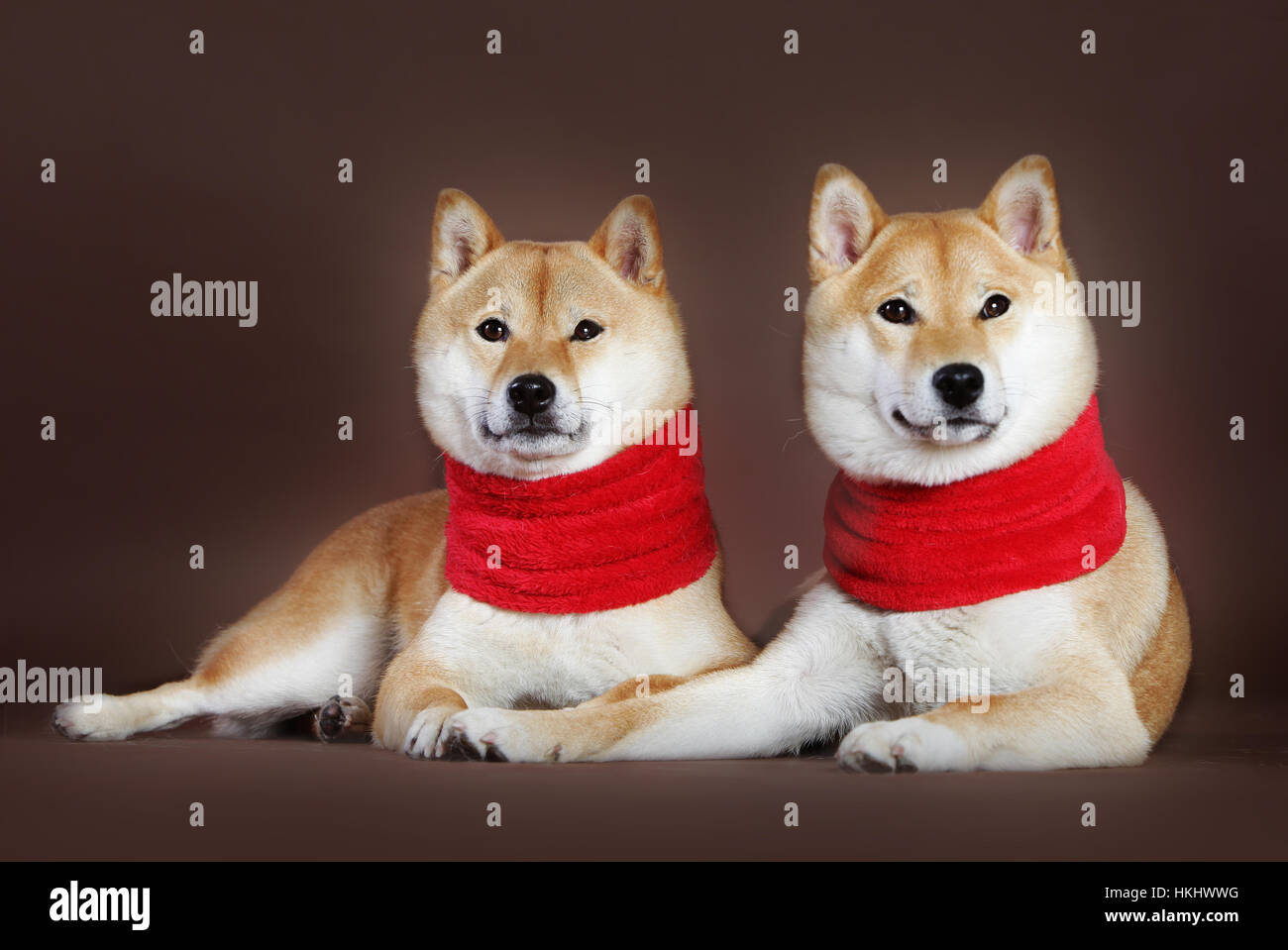 Shiba inu hi-res stock photography and images - Alamy