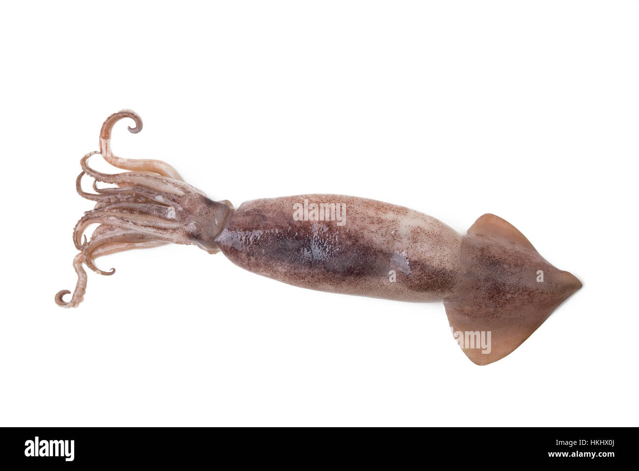 fresh squid isolated on white Stock Photo - Alamy