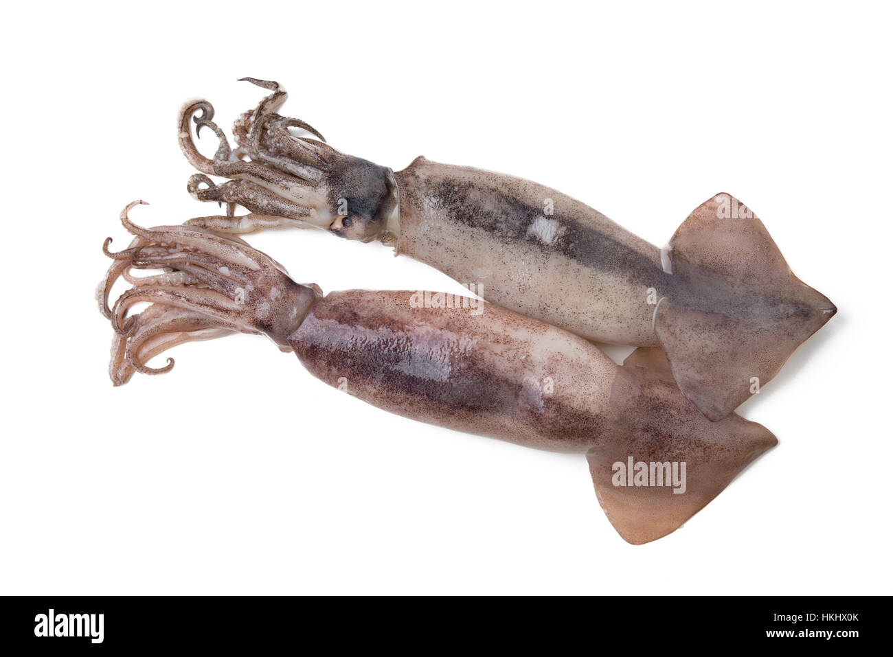 Squid ink animal hi-res stock photography and images - Alamy