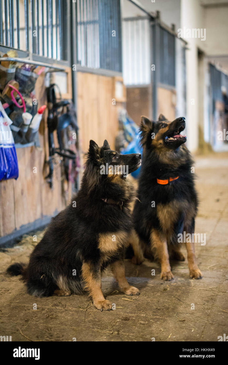 Chodsky pes, two dogs in the stables Stock Photo - Alamy
