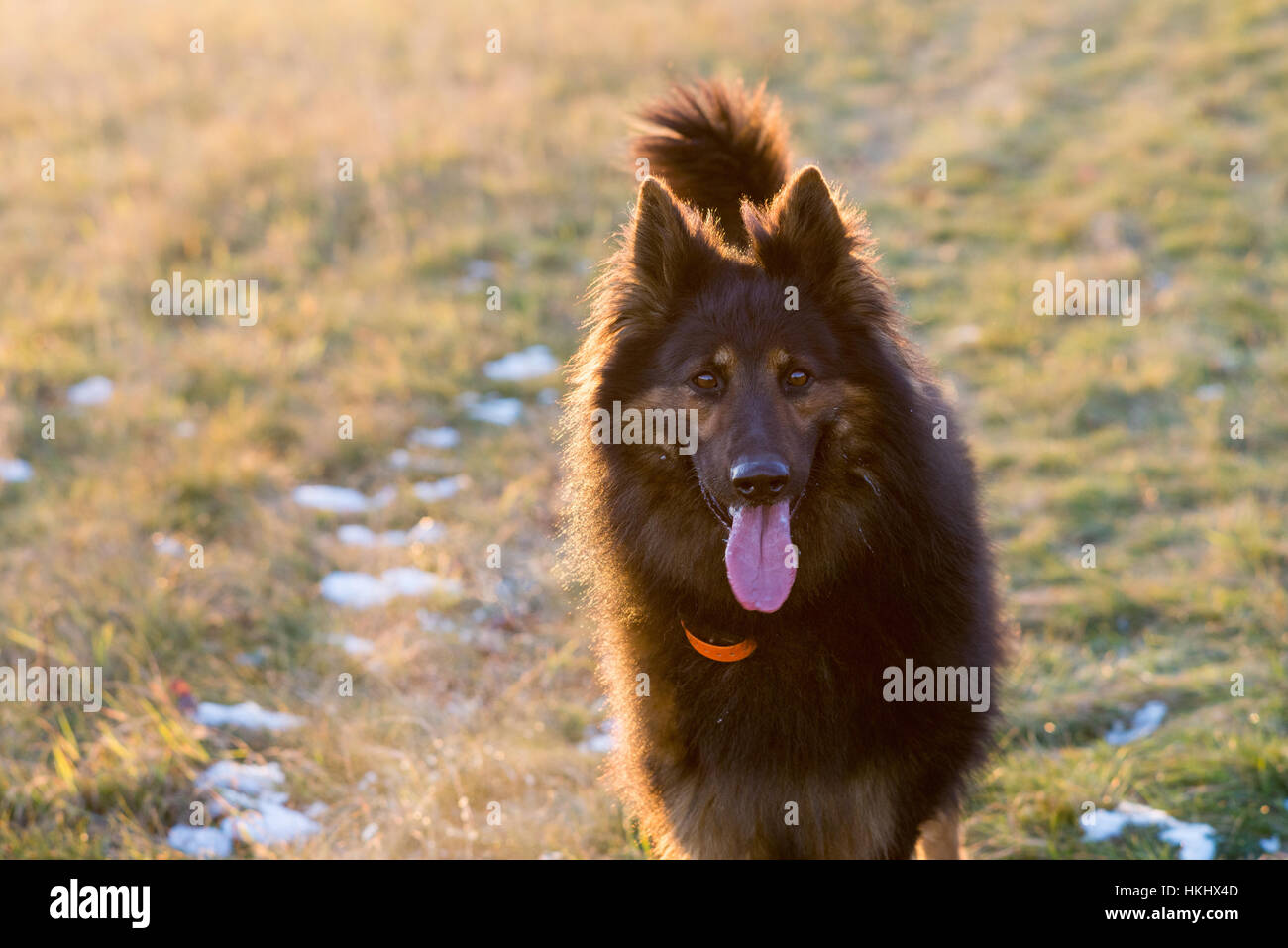 Chodsky Pes Lying High Resolution Stock Photography and Images - Alamy