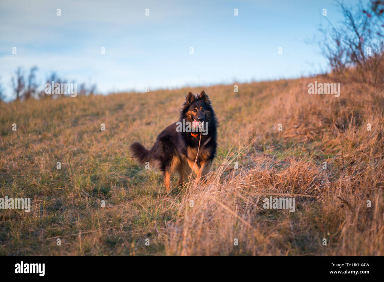 Chodsky Pes High Resolution Stock Photography and Images - Alamy