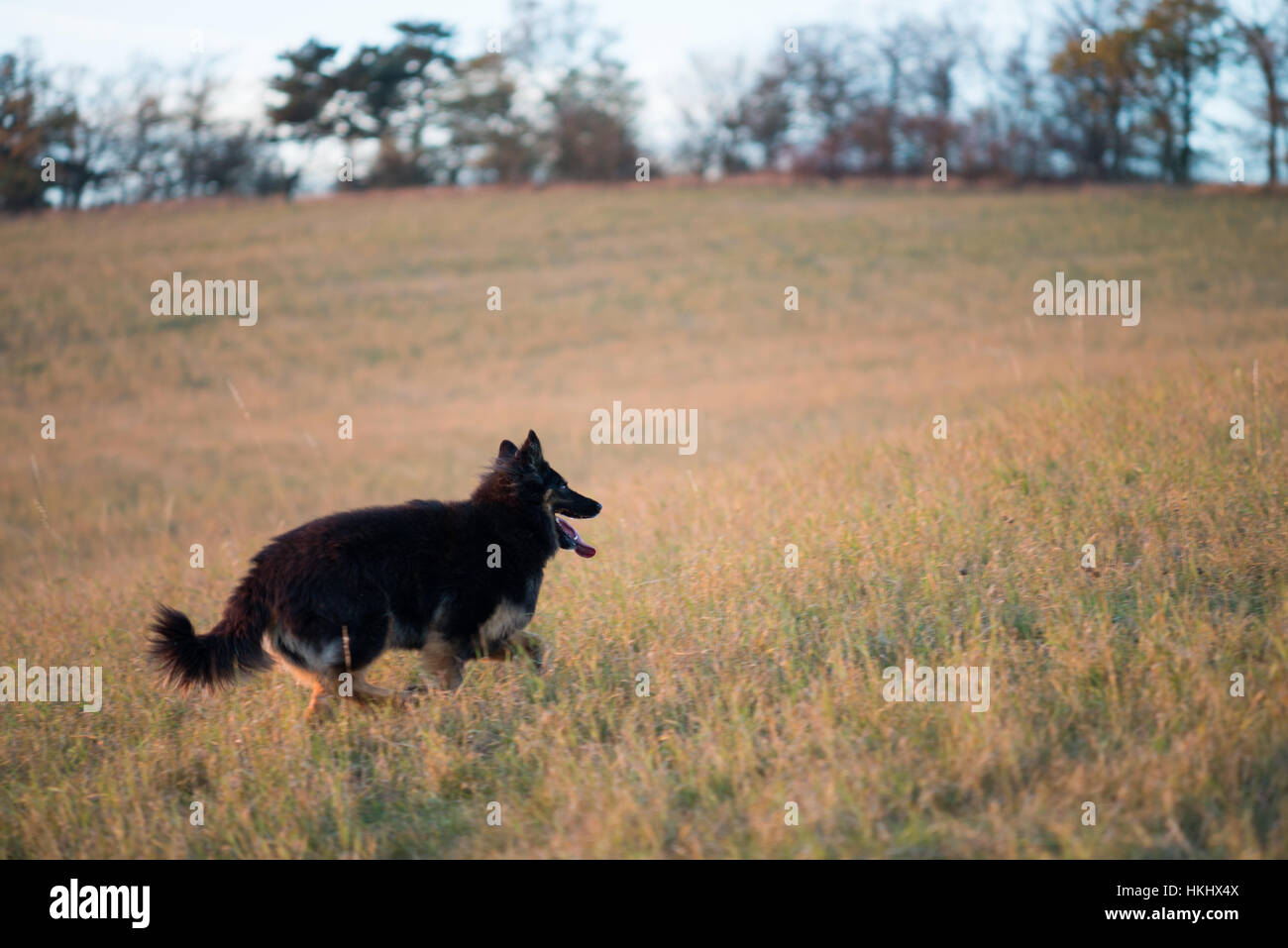 Chodsky pes hi-res stock photography and images - Alamy