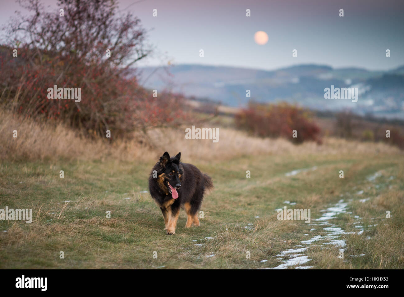 Chodsky pes hi-res stock photography and images - Alamy