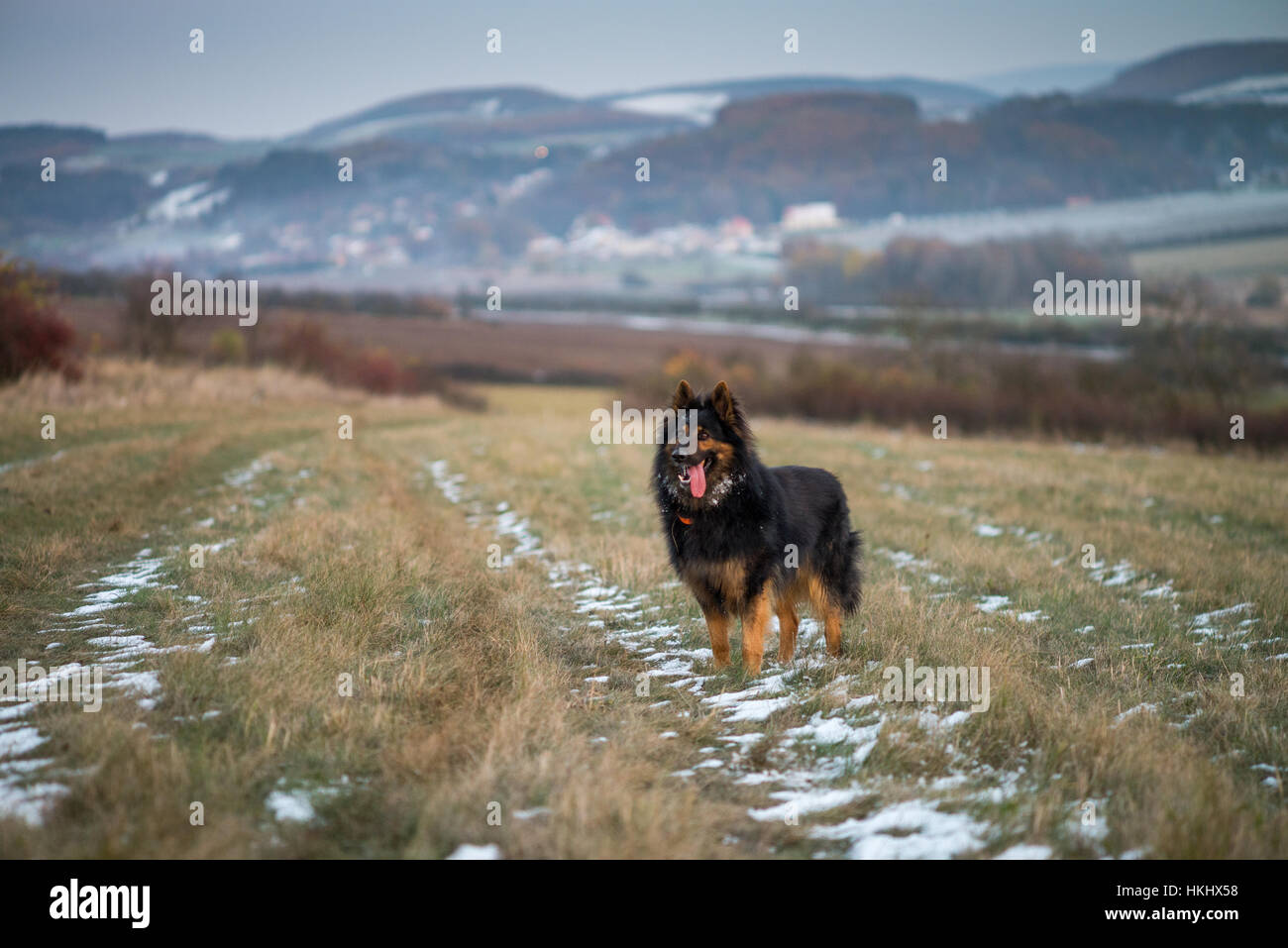 Chodsky pes hi-res stock photography and images - Alamy