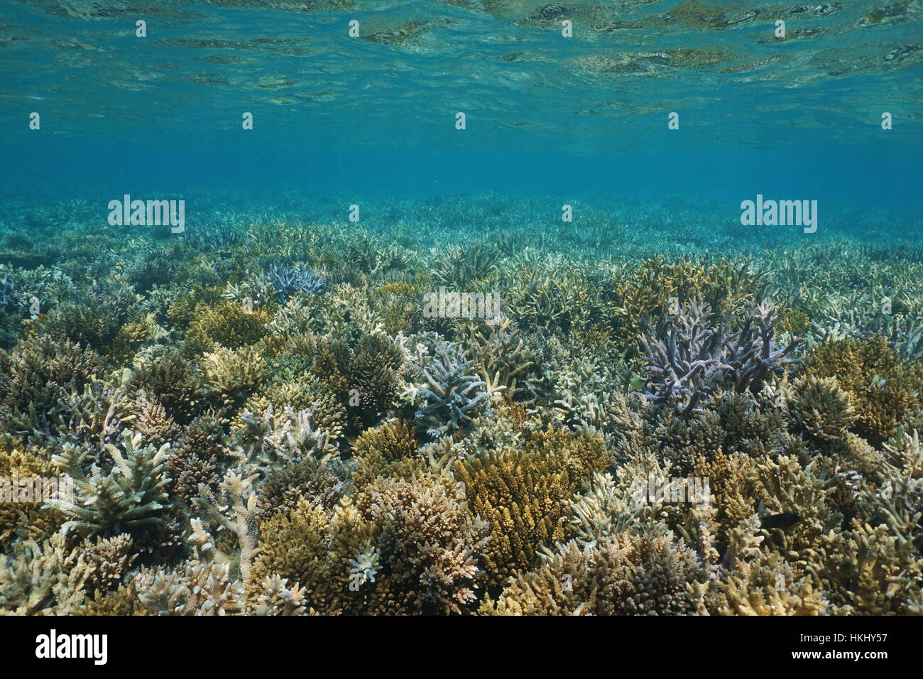 Field underwater hi-res stock photography and images - Alamy