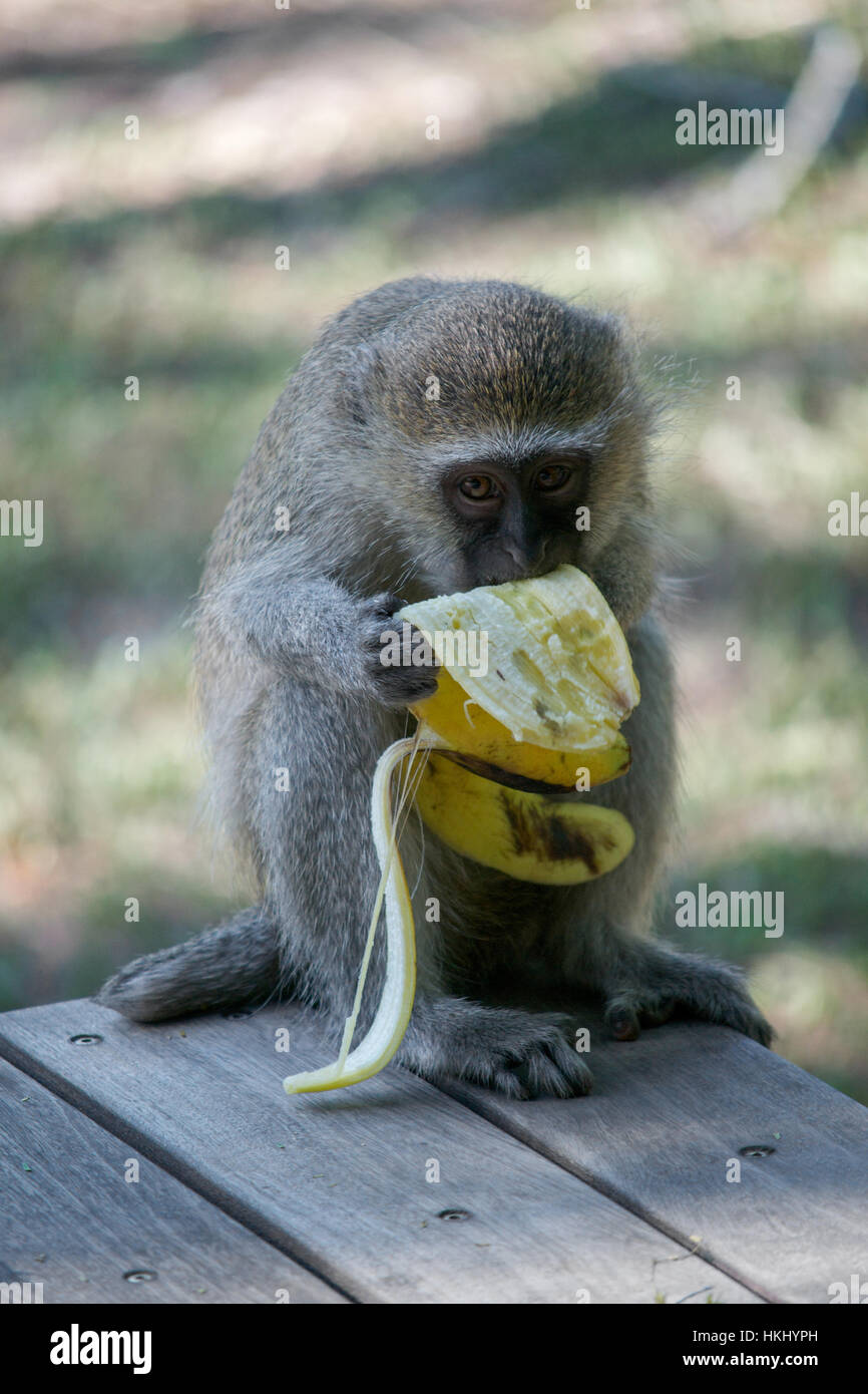 Front view of the whole body of a Vervet Monkey, Chlorocebus ...