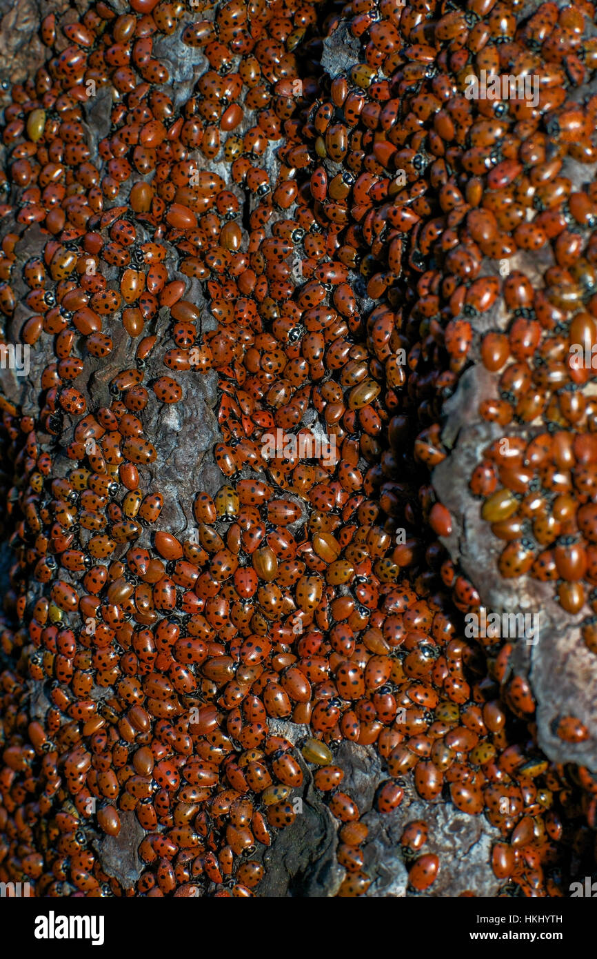 Ladybugs gather in massive swarms during the winter in California, USA ...