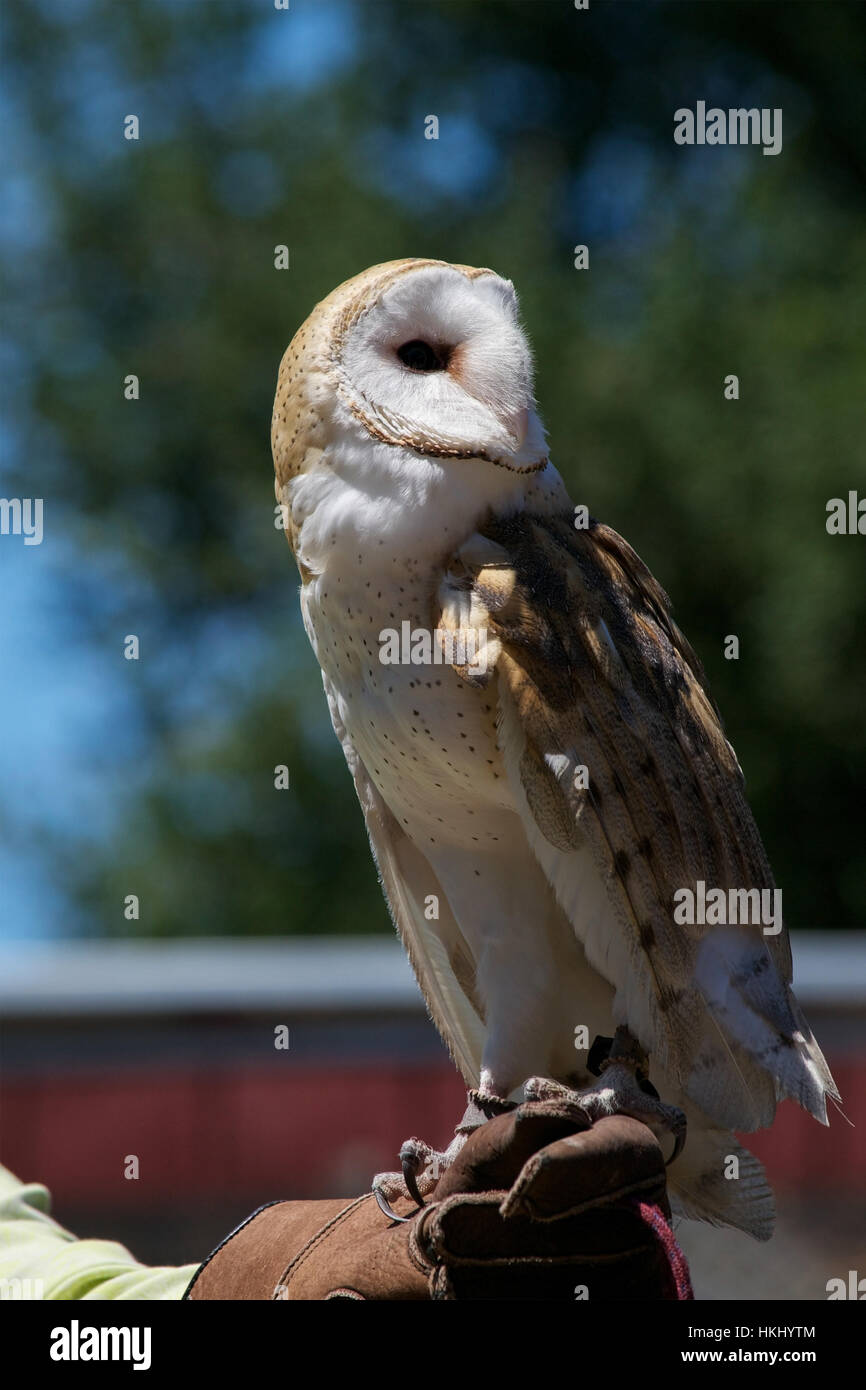 Owl Looking Backwards High Resolution Stock Photography and Images - Alamy