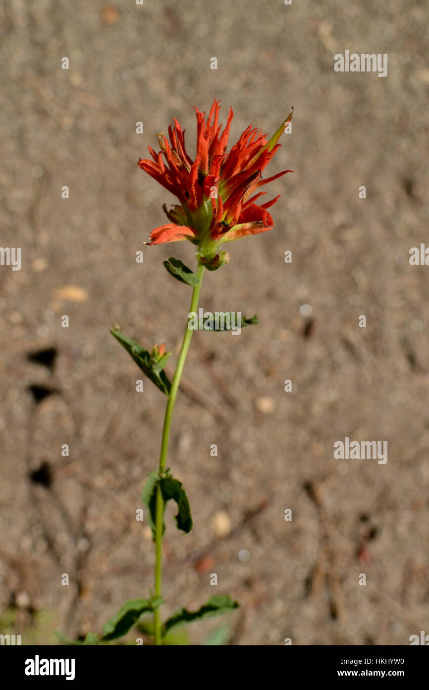 Indian Paintbrush flower (Castilleja sp.) in nature in California Stock ...