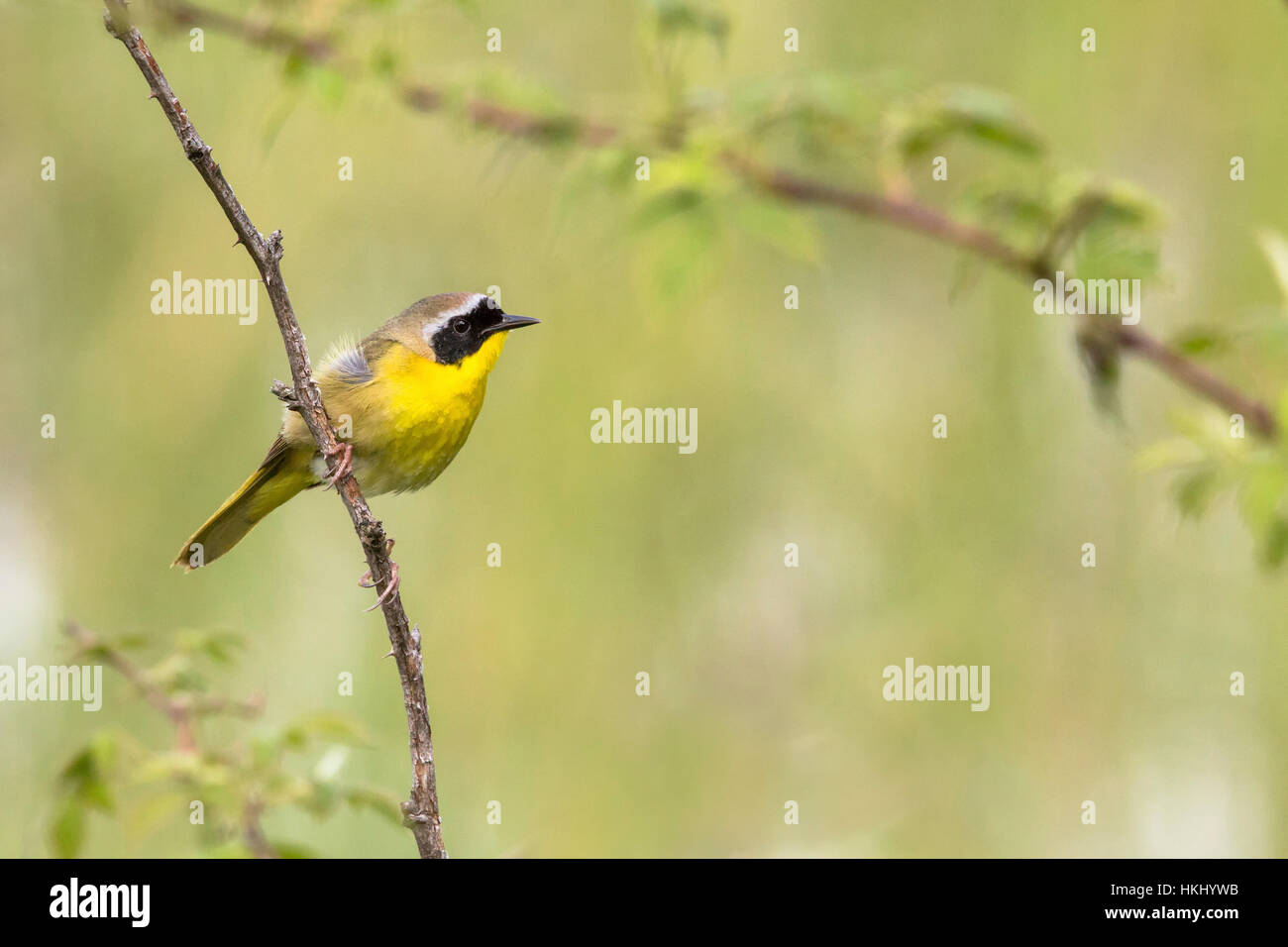 Common yellowthroat - male Stock Photo - Alamy