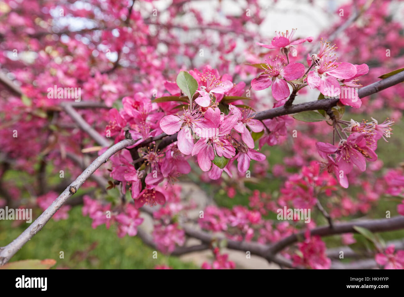 blossomed tree with pink flowers, note shallow depth of field Stock ...