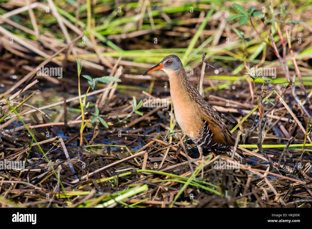 Elusive rail hi-res stock photography and images - Alamy