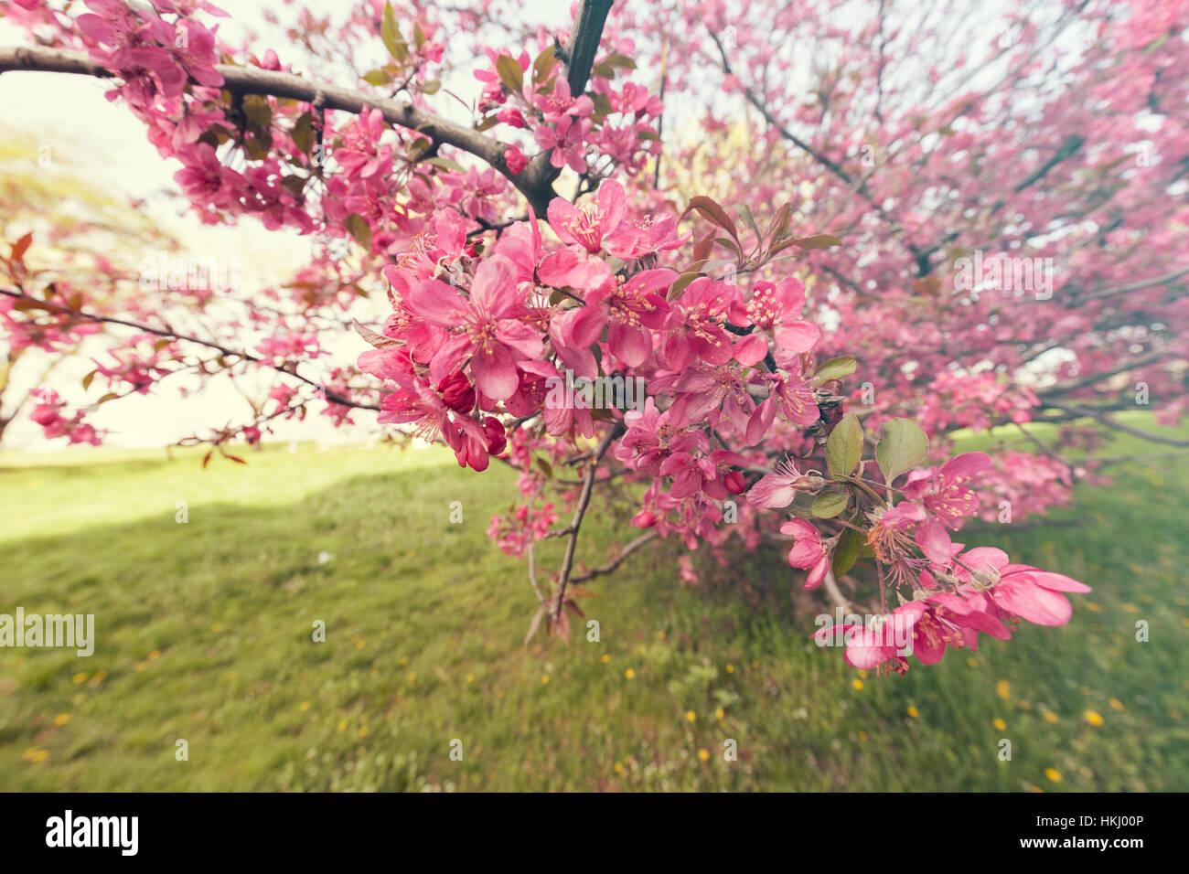 blossomed tree with pink flowers, note shallow depth of field Stock ...