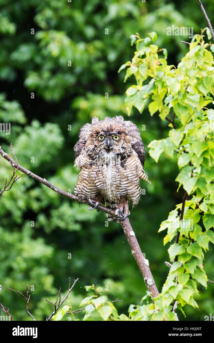 Great Horned Owl (Bubo virginianus) perched and wet from the rain ...