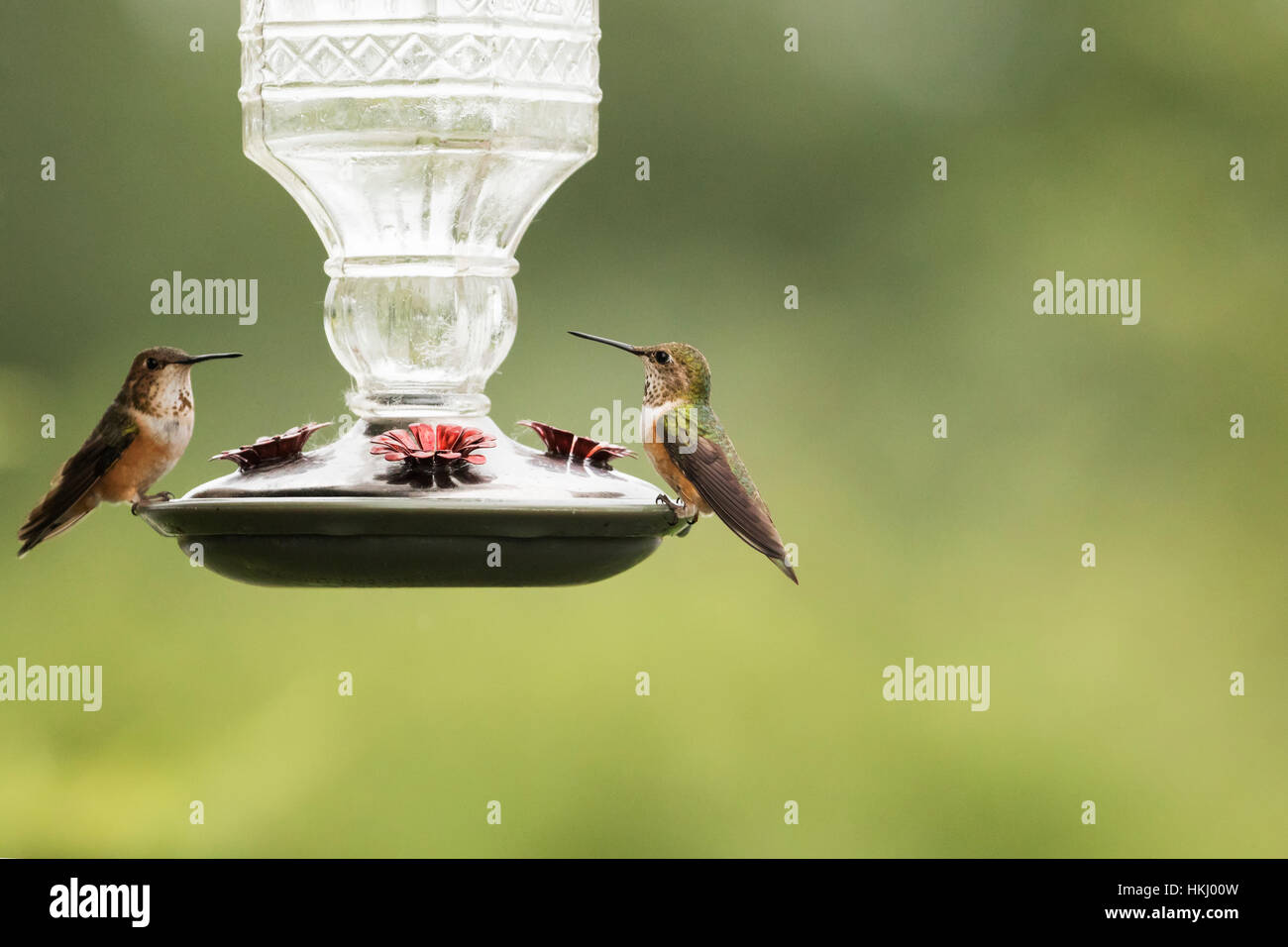 Rufous Hummingbird (Selasphorus rufus) at a feeder in the Portage ...