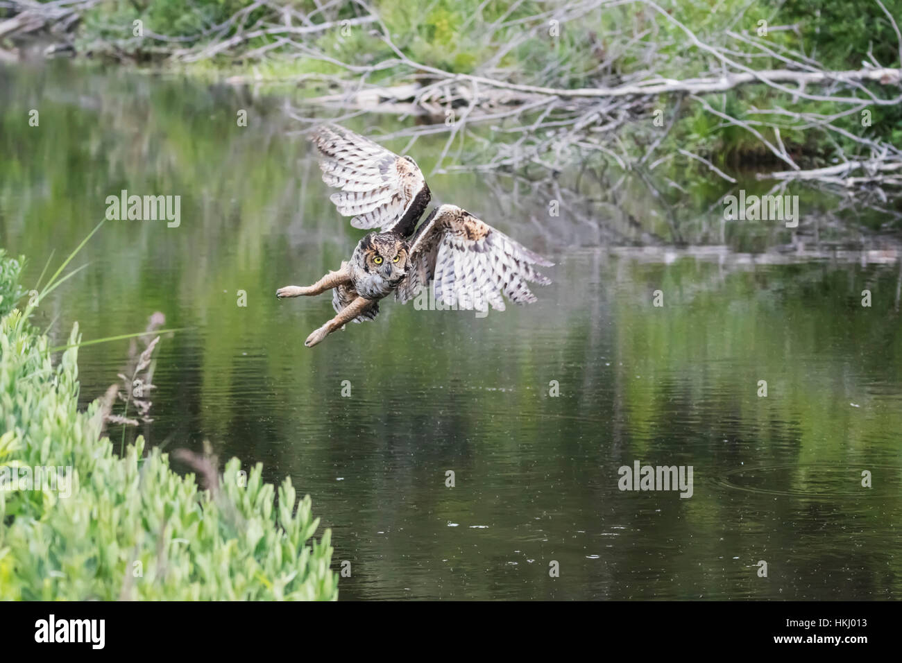 Flying Great Horned Owl (Bubo virginianus) flying and hunting for ...