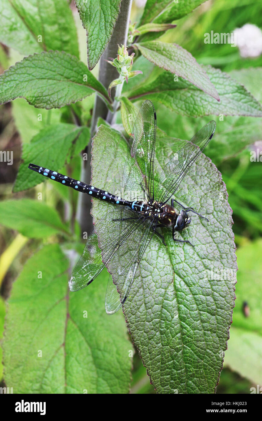 Dragonfly (Odonata sp.) resting on a leaf; Sitka, Alaska, United States ...
