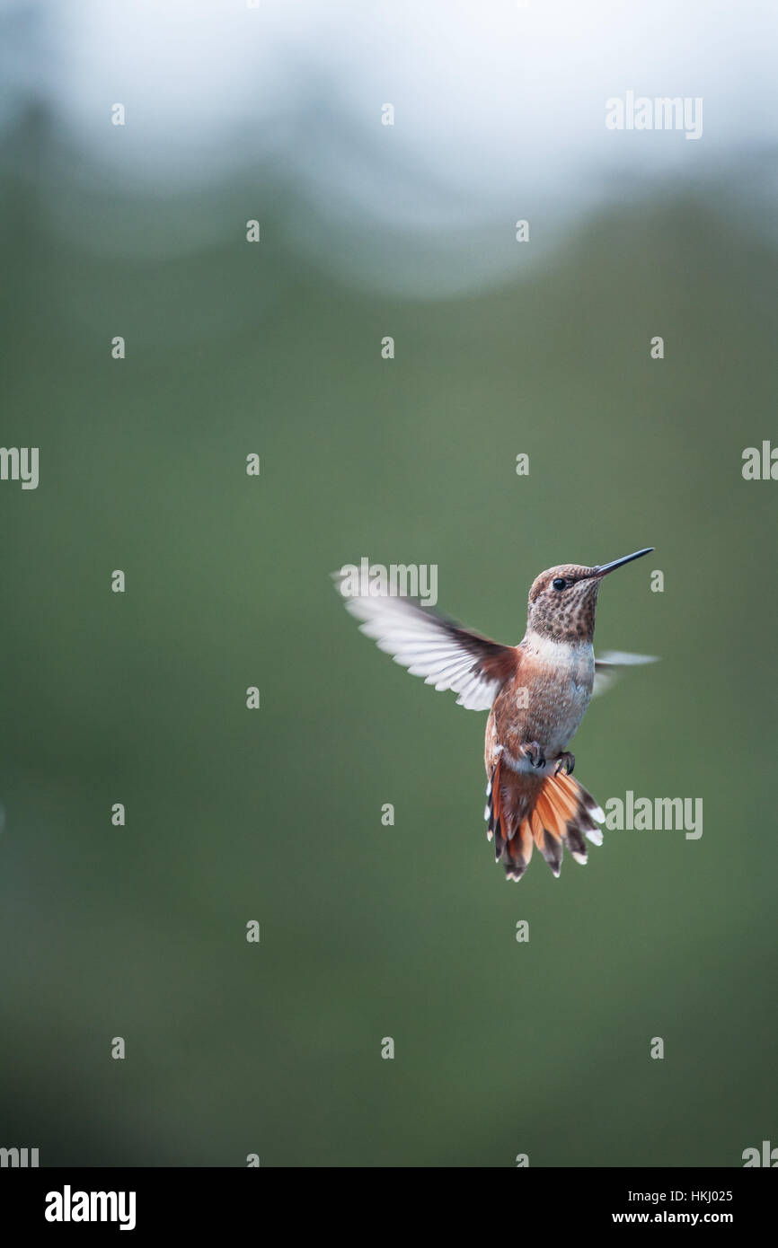Rufous hummingbird (Selasphorus rufus); Pelican, Alaska, United States ...