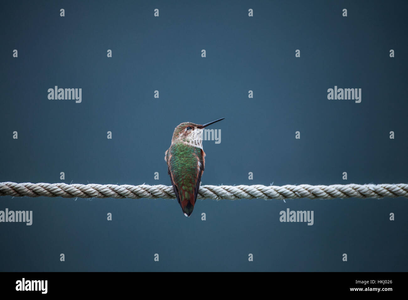 Rufous hummingbird (Selasphorus rufus) perched on a rope; Pelican ...