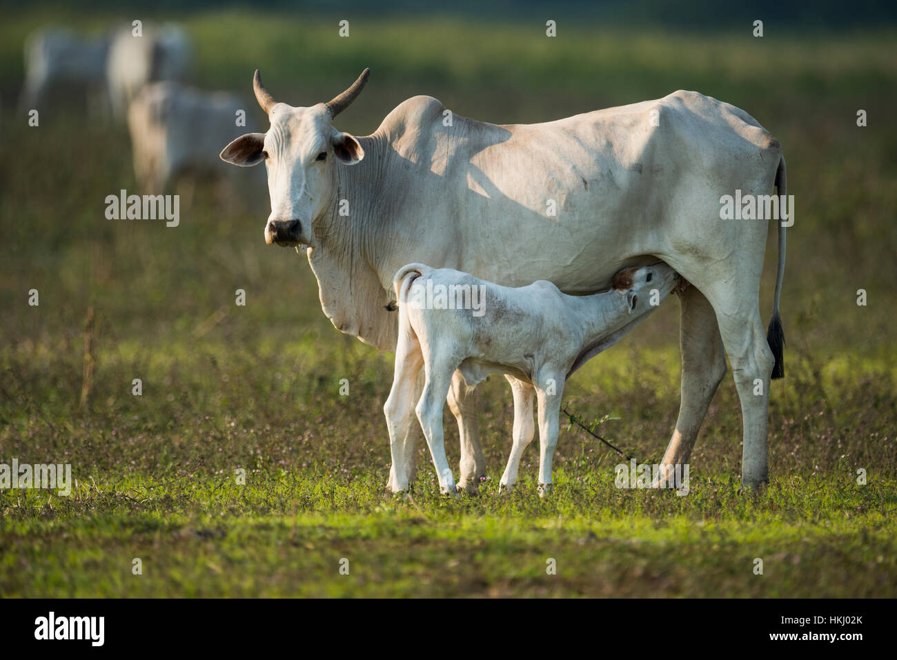 Khillari cattle hi-res stock photography and images - Alamy