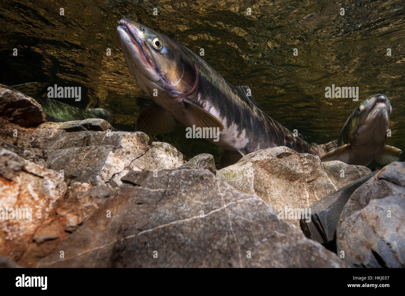 Underwater view of migrating pink salmon (Oncorhynchus gorbuscha) in ...