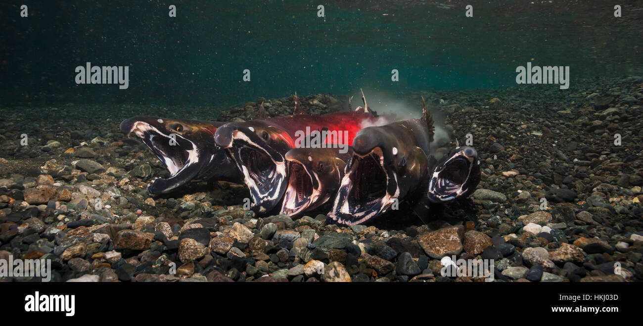 Coho salmon underwater hi-res stock photography and images - Alamy