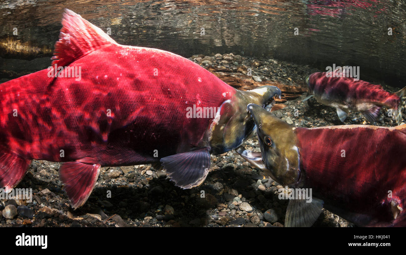Underwater view of male sockeye salmon (Oncorhynchus nerka) aggression ...
