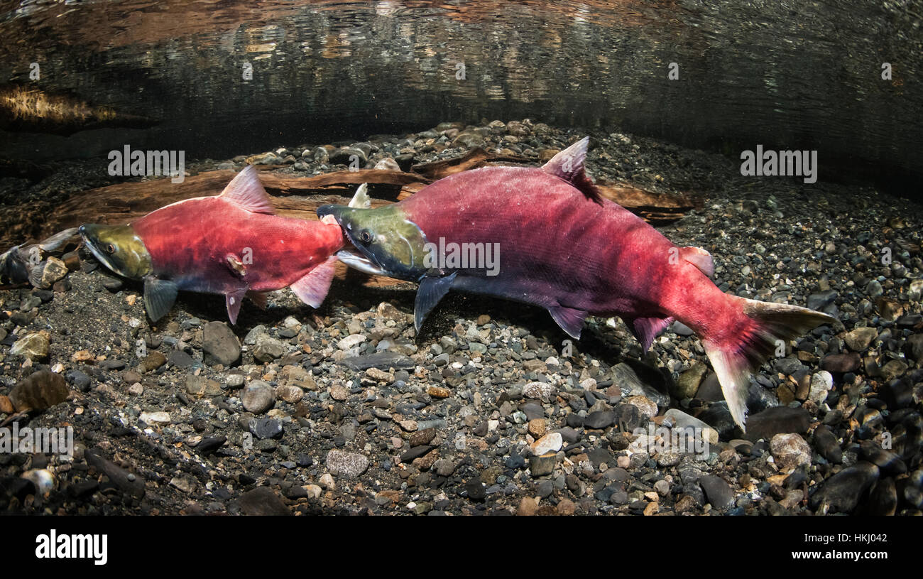 Underwater view of male sockeye salmon (Oncorhynchus nerka) aggression ...