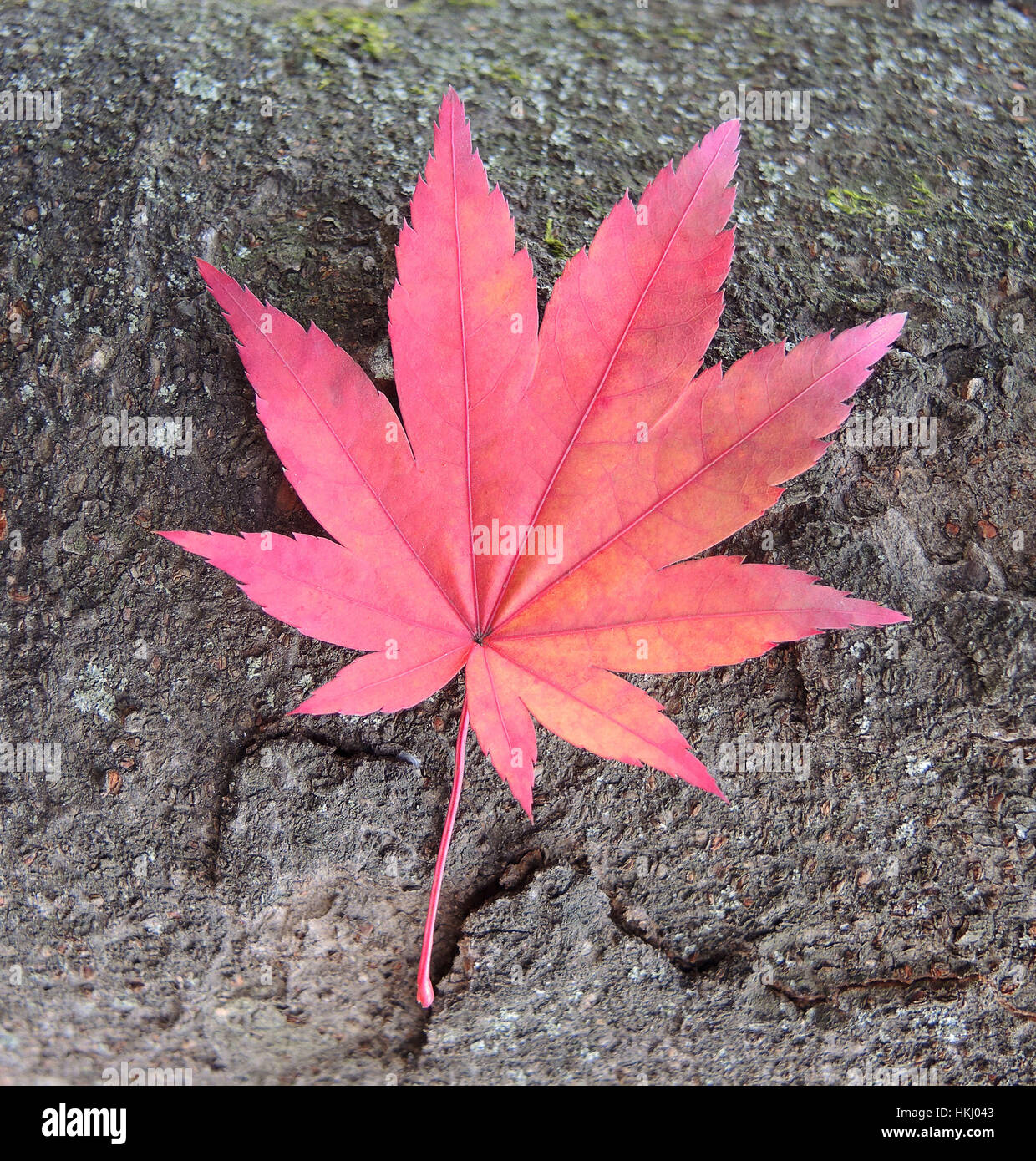 Natural maple wood texture hi-res stock photography and images - Alamy