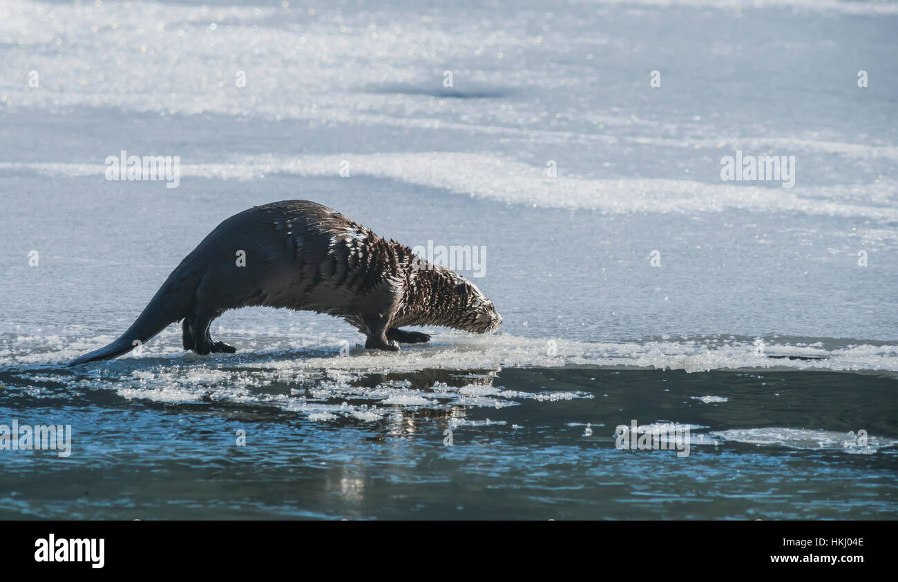 North American river otter (Lontra canadensis) on frozen Eyak Lake near ...