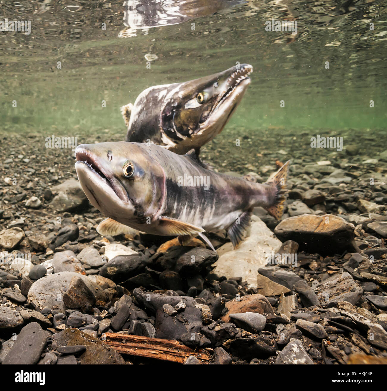 Underwater view of a pink salmon (Oncorhynchus gorbuscha) spawning pair ...