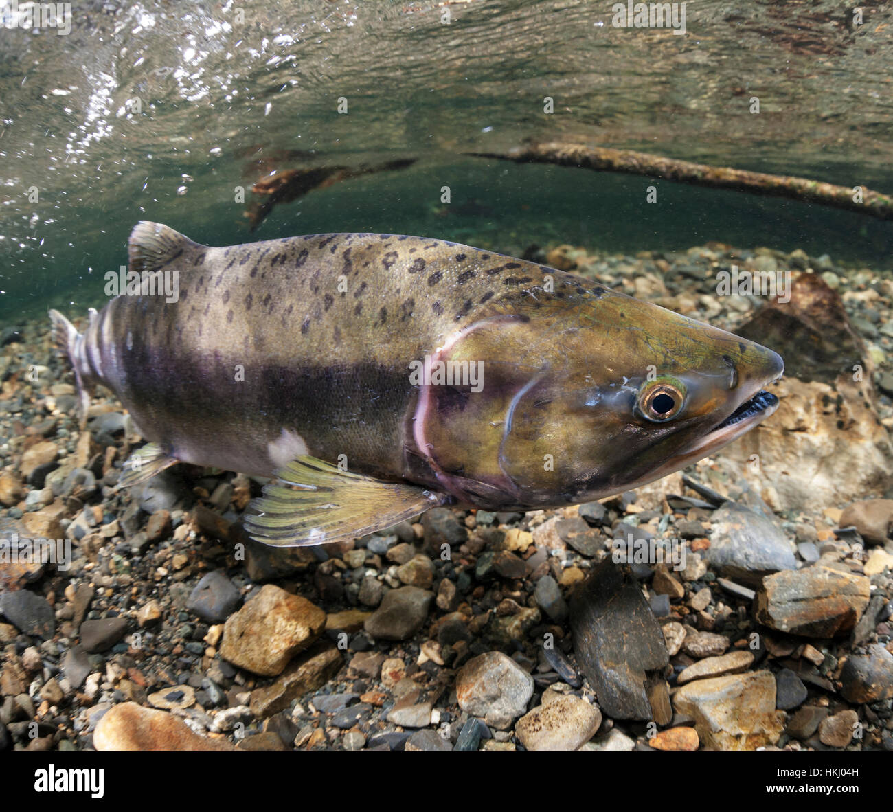 Underwater view of a female pink salmon (Oncorhynchus gorbuscha) in ...