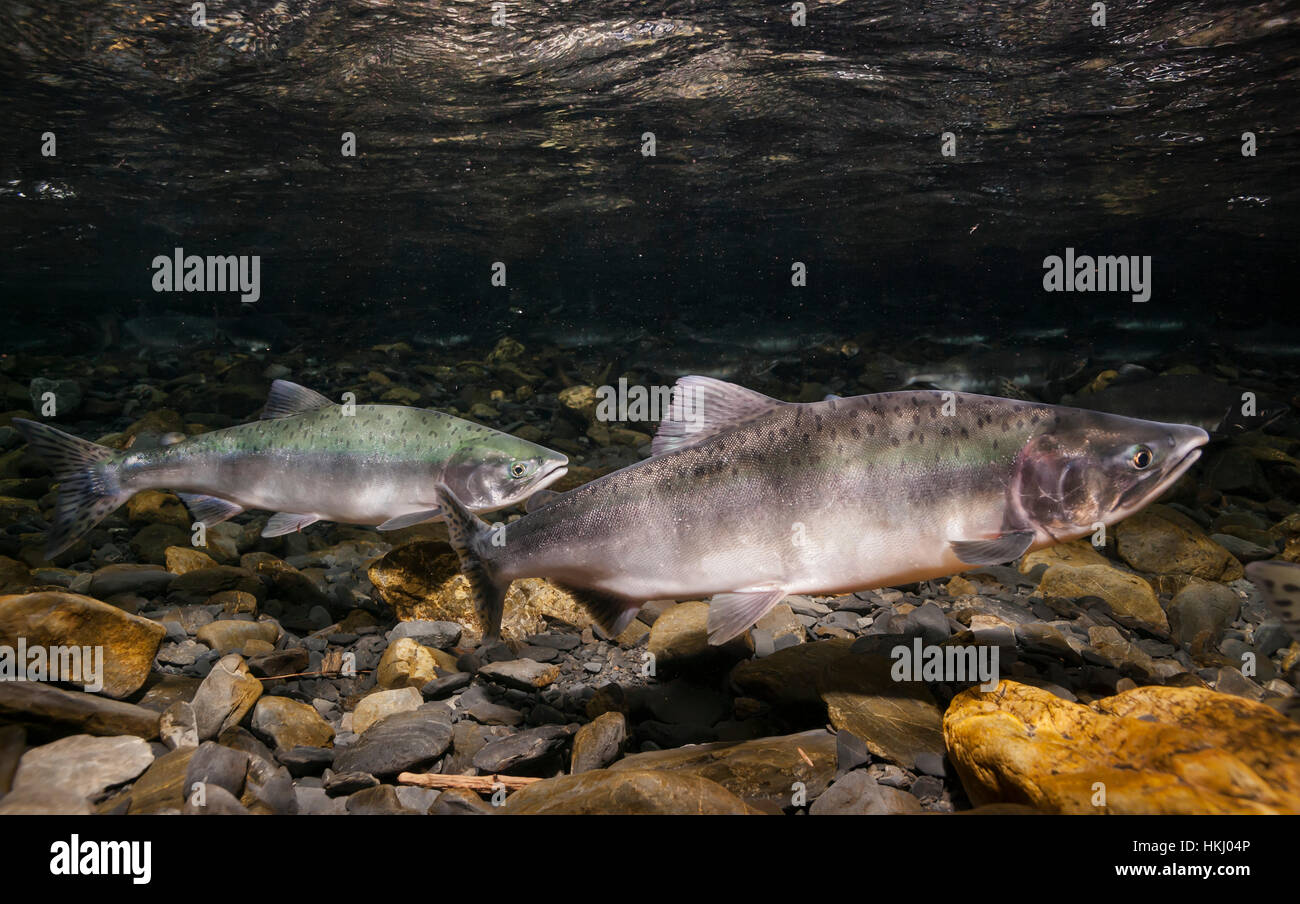 Underwater view of migrating pink salmon (Oncorhynchus gorbuscha) in ...