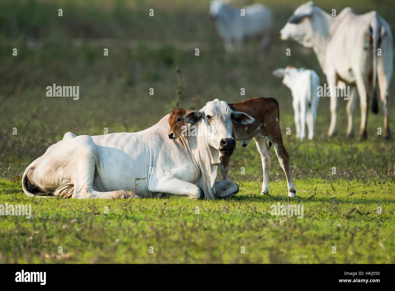 Khillari cattle hi-res stock photography and images - Alamy