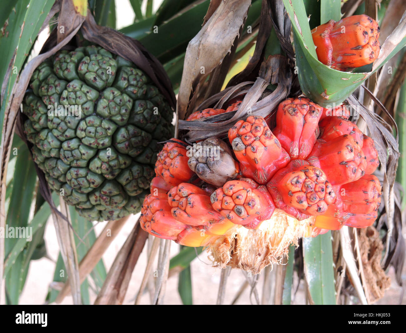 Fruits of sea pandanus or screw pine plant tree (Pandanus tectorius or ...