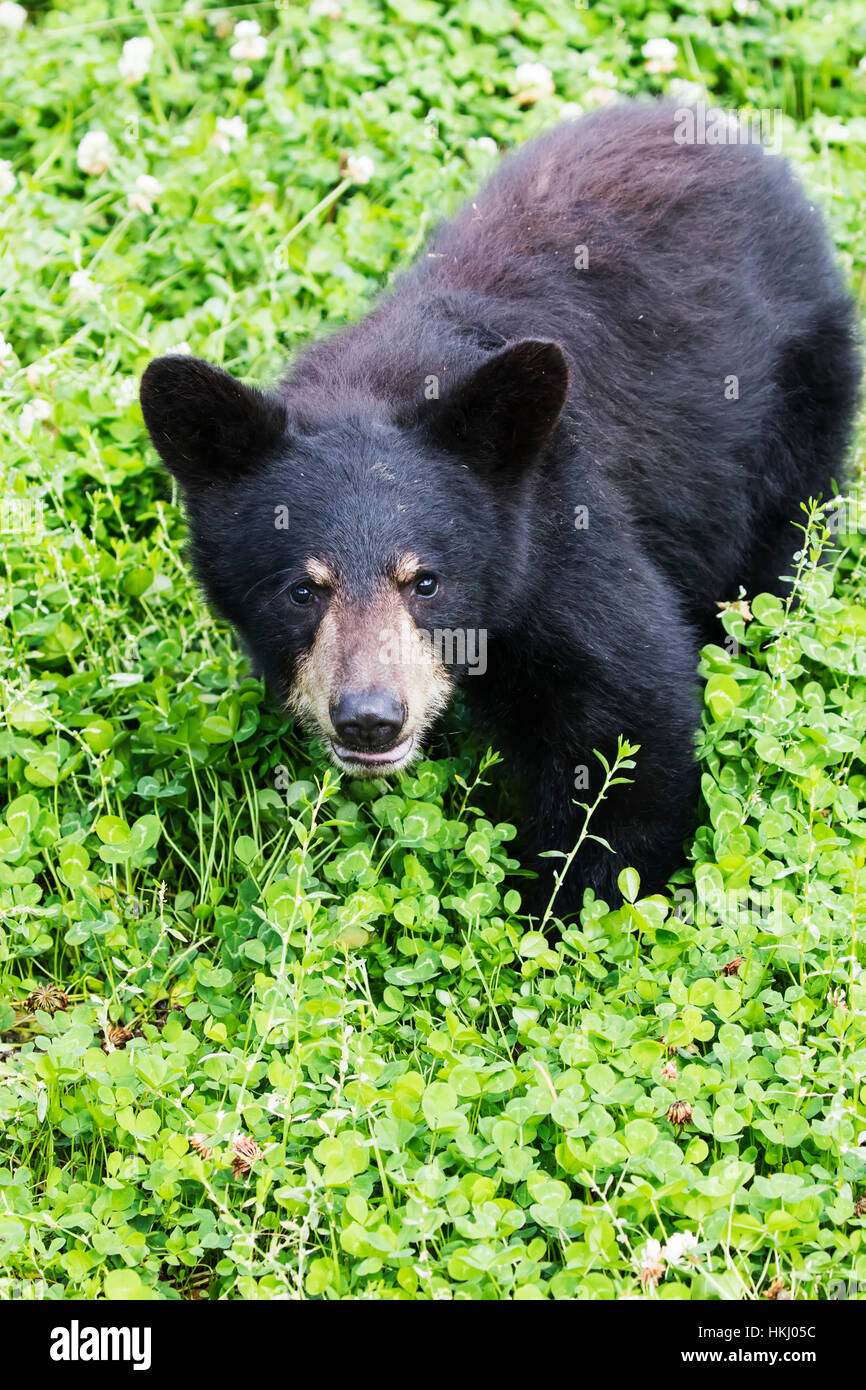 Taiwan black bear hi-res stock photography and images - Alamy