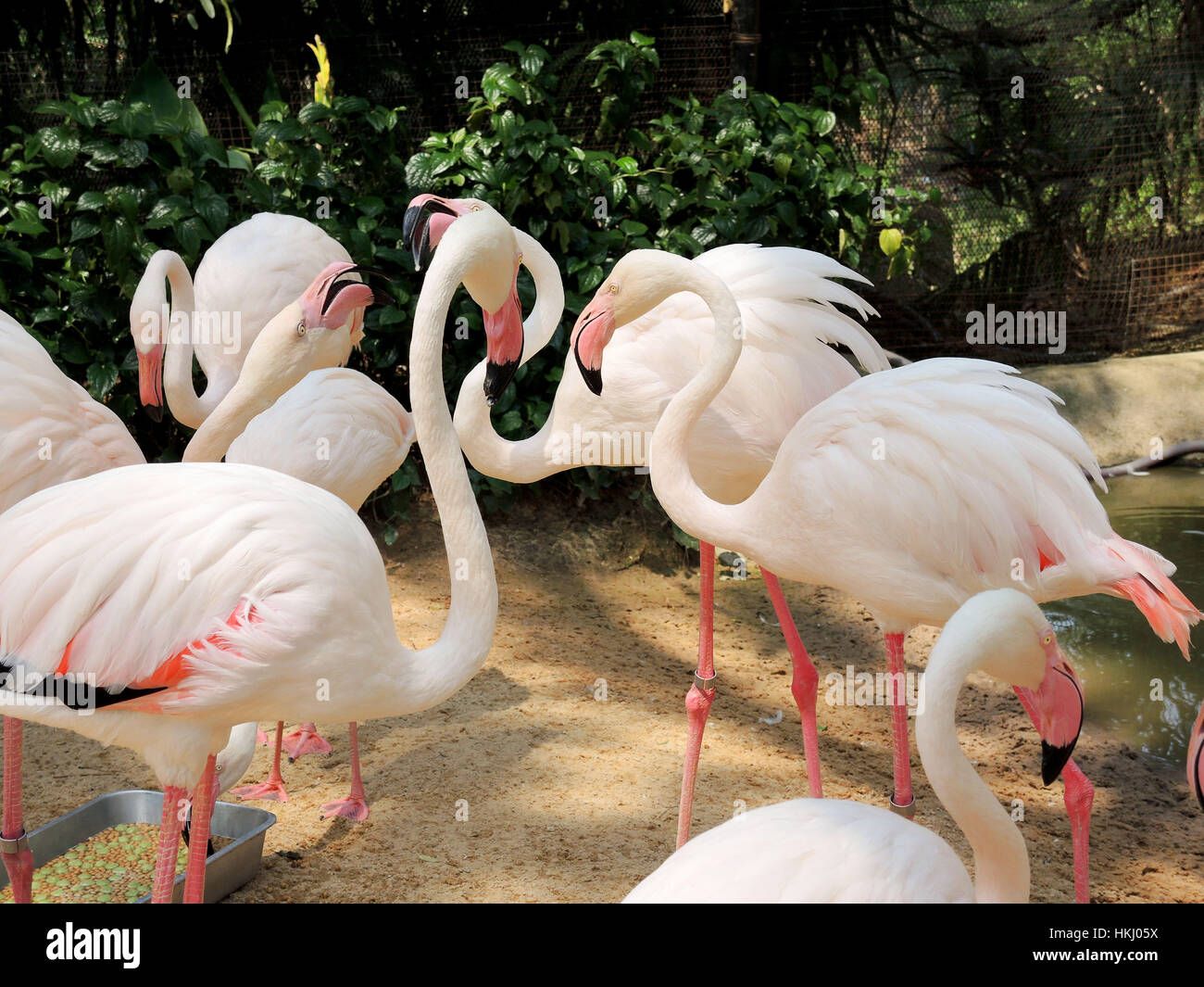 Group of pink flamingo standing and feeding in zoo Stock Photo - Alamy
