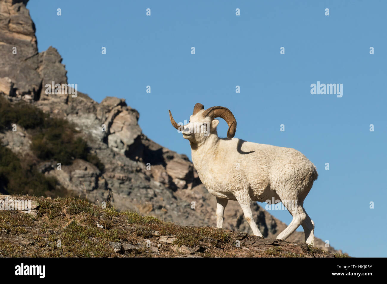 How Do Rams Climb High