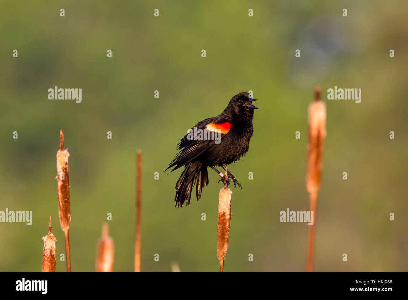 Red-winged blackbird - male Stock Photo - Alamy