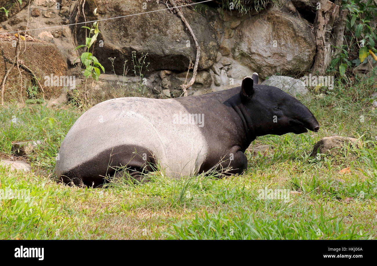 Malayan Tapir, also called Asian Tapir (Tapirus indicus Stock Photo - Alamy