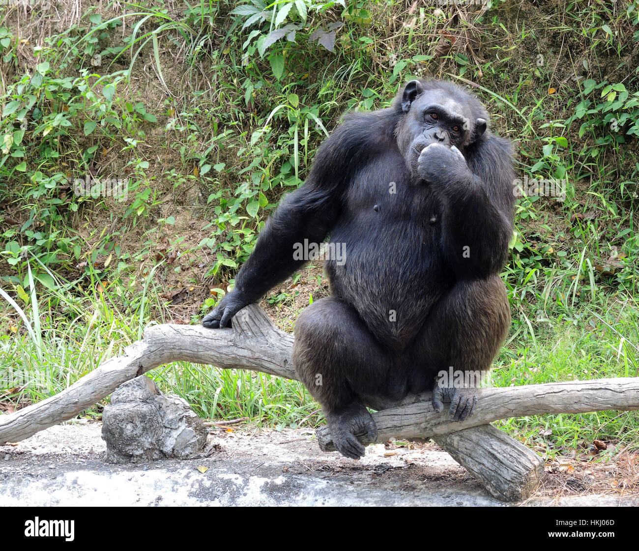 Portrait of adult male chimpanzee thinking Stock Photo - Alamy