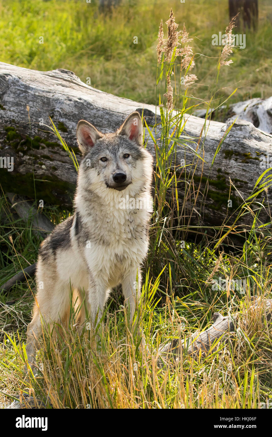 Wildlife objects hi-res stock photography and images - Alamy