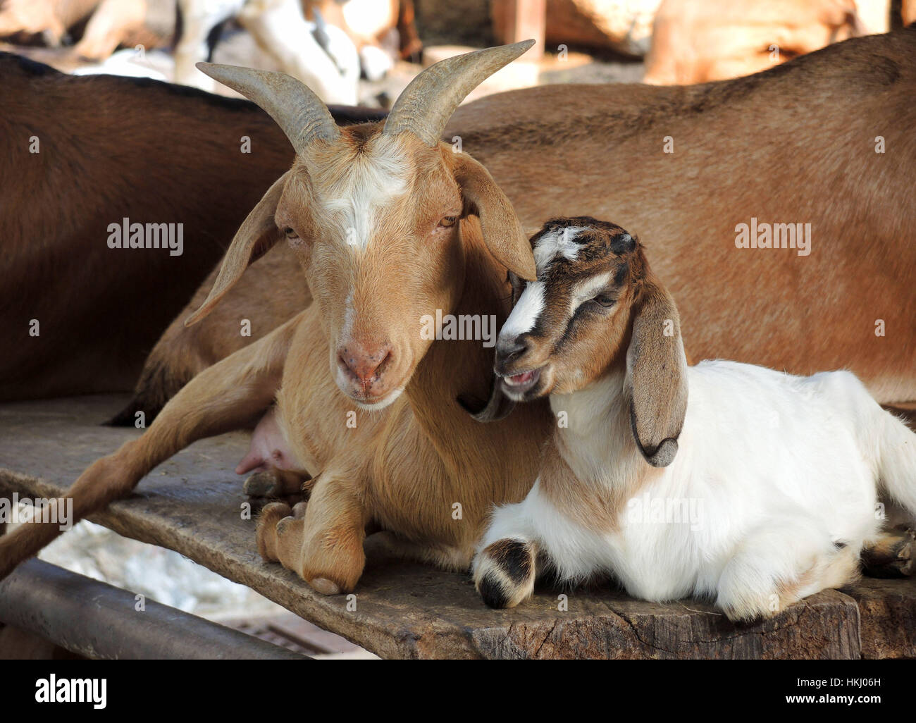 Mother goat and her kid relaxing at the farm Stock Photo - Alamy
