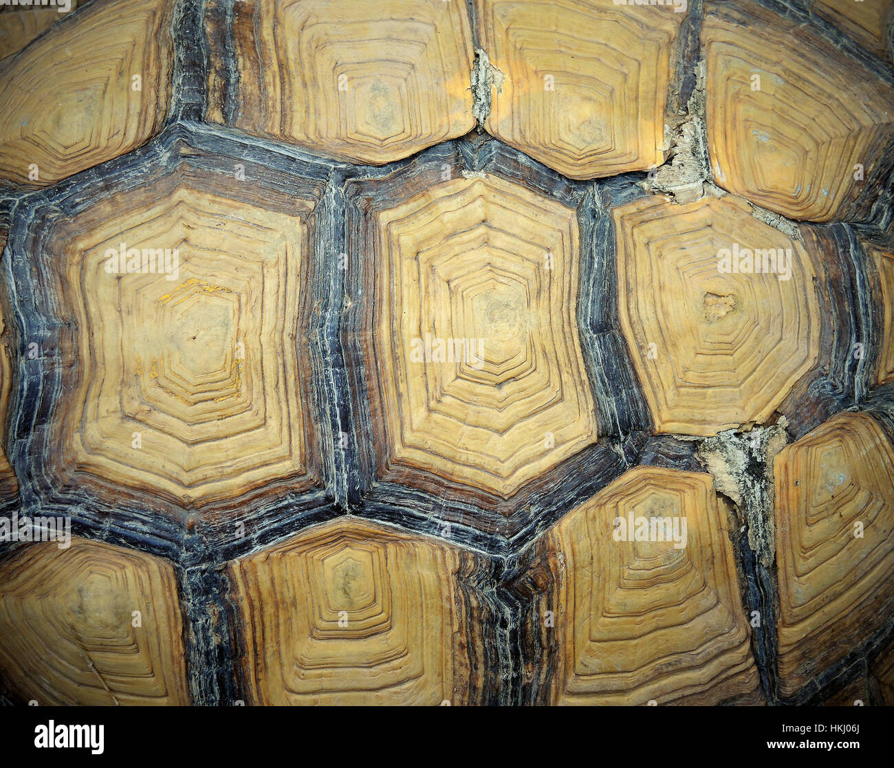 Sea Turtle Shell Texture