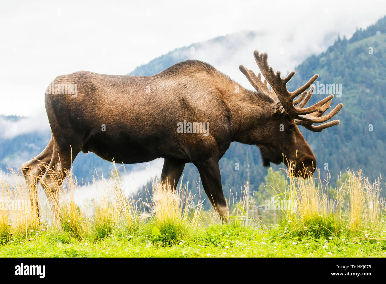 Bull moose (alces alces) with antlers in velvet, captive in AK Wildlife ...
