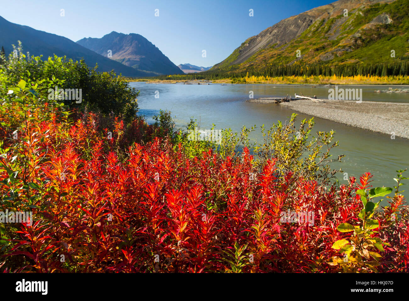 Colourful foliage changing from summer to autumn, South of Denali ...