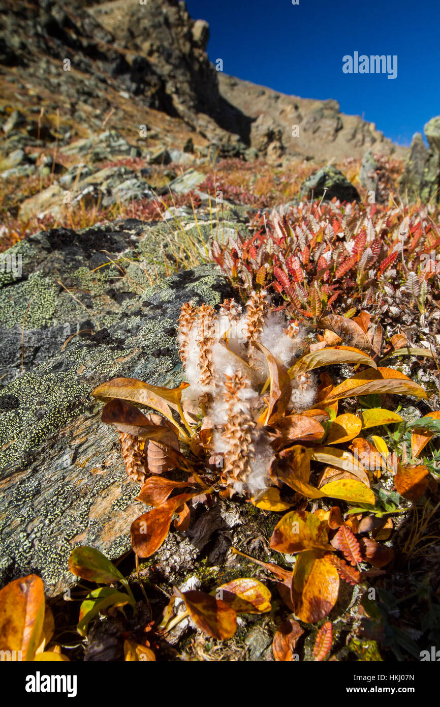 Close up of small plants with seeds ripened, landscape in the high ...