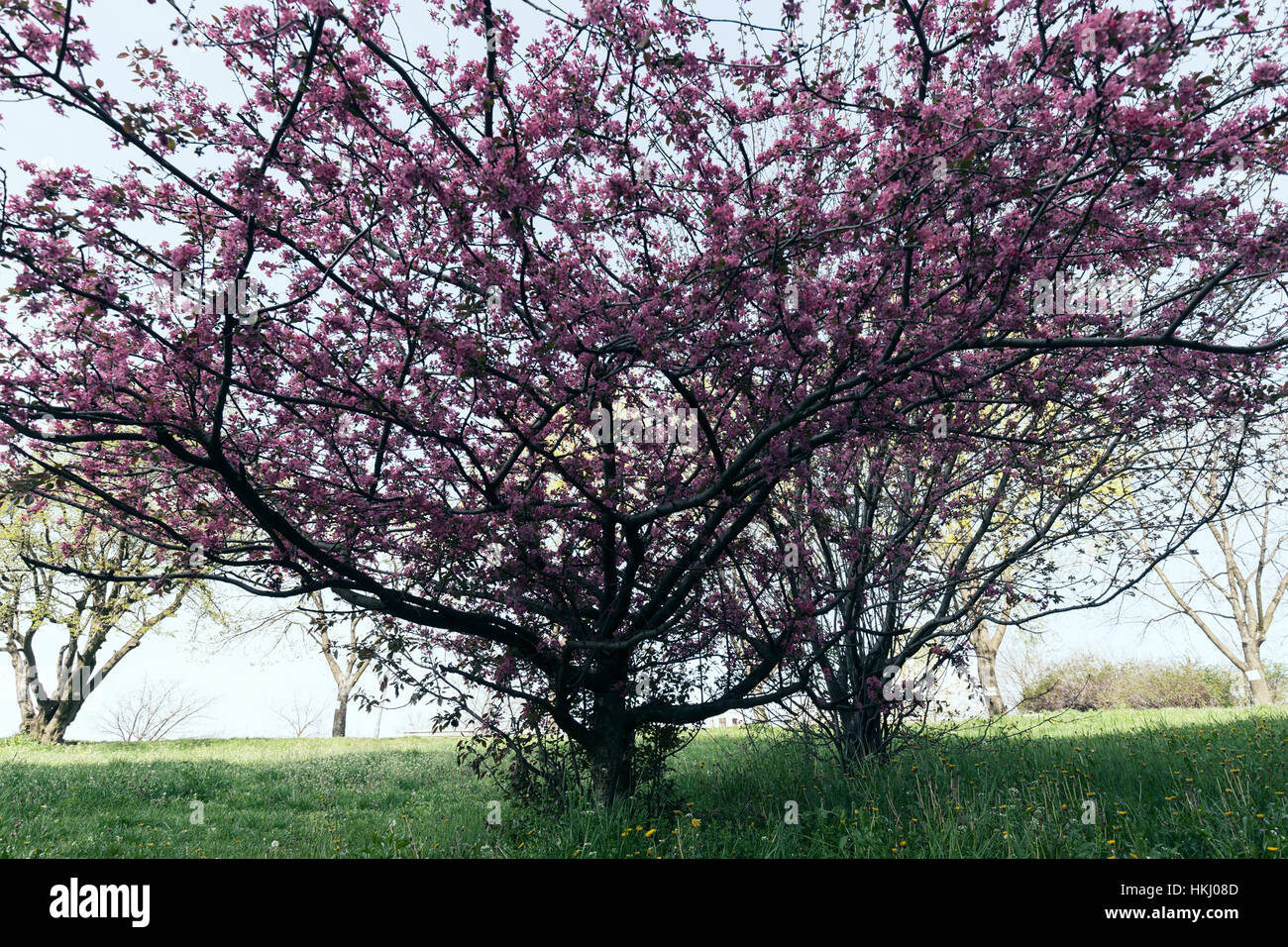 tree with pink blossoms in the city, note shallow depth of field Stock ...